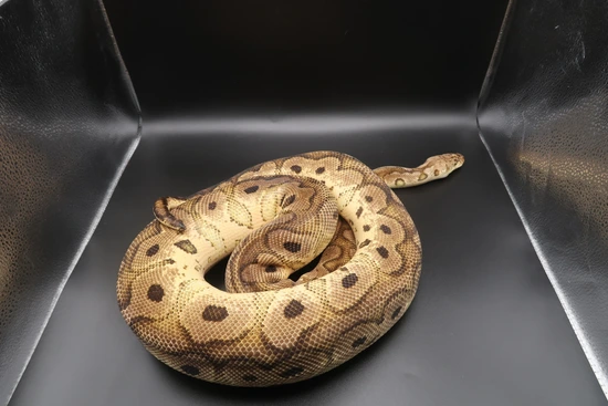 Pastel Clown (Proven Breeder) Ball Python by Trm Exotics Llc