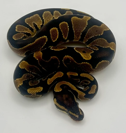 Gravel Het Pied POs Het Hypo Ball Python by Trm Exotics Llc