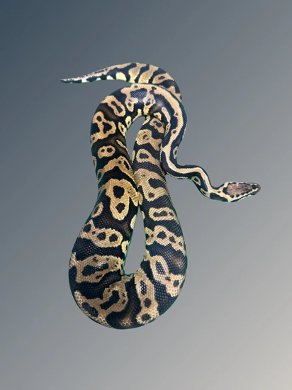 Pastel Acid Het Hypo Ball Python by Shedtesting.com