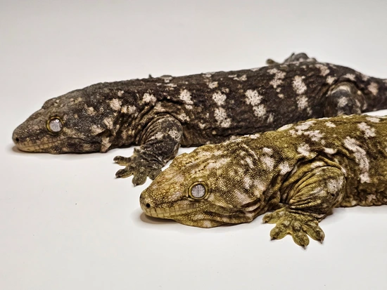 Pure Moro Leachianus Proven Breeding Pair Leachianus Gecko by Leachie ...