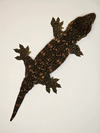 Red Melanistic GT Leachianus Male Leachianus Gecko by Leachie Island