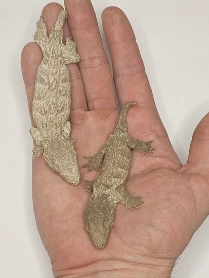 Pure Moro Leachianus Babies Leachianus Gecko by Leachie Island