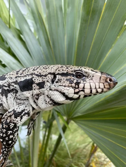F2 Super Blue X Pink Panther 66% Het Anery Argentine Tegus by Tropical ...