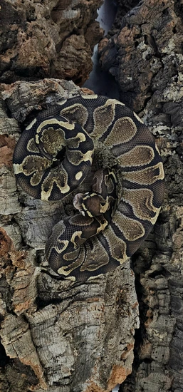 Vanilla Ghi Ball Python by Tropics Aquarium and Reptiles Professionals