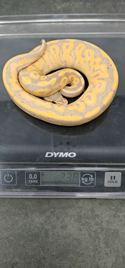 Orange Dream Banana Cinnamon 100% Het Pied Ball Python by Tropics ...