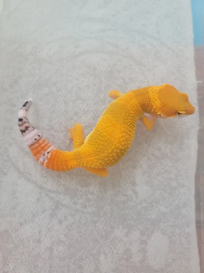 Shtctb Het Tremper Leopard Gecko by Troy Elliott Reptiles