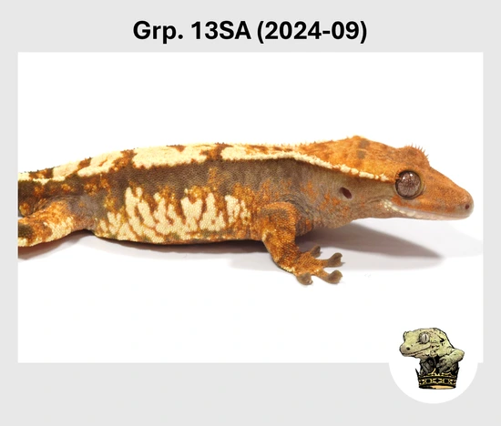 Blowout Sale - Tri-Color From Sable Pairing! Crested Gecko by Troy's ...