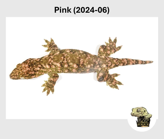 Super High Pink Color Line! Leachianus Gecko by Troy's Geckos, Inc.