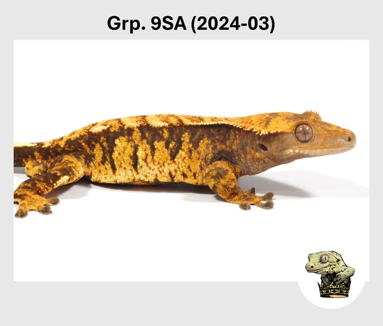 Extreme Harlequin From Sable Pairing! Crested Gecko by Troy's Geckos, Inc.
