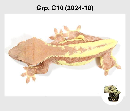 Unique Pink Frappaccino Female Crested Gecko! by Troy's Geckos, Inc.