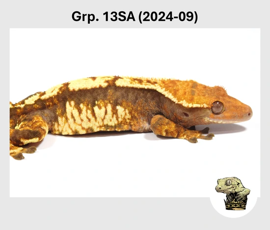 Blowout Sale - RTB Tri-Color From Sable Pairing! Crested Gecko by Troy ...