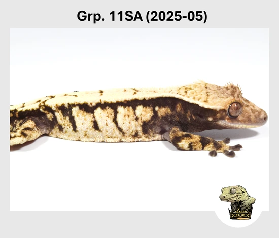 High White Sable Male! Crested Gecko by Troy's Geckos, Inc.