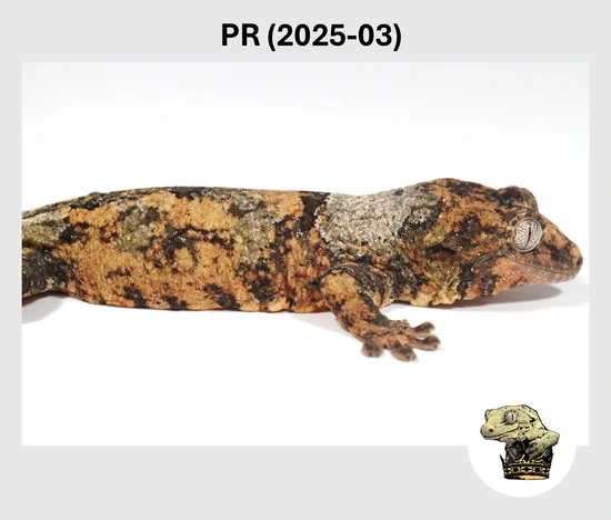 Super White Line PI Chahoua Chahoua Gecko by Troy's Geckos, Inc.