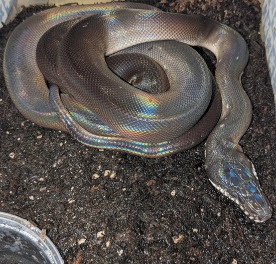 Southern Captive Bred White Lipped Python White-Lipped Python by ...