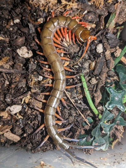 Lowland Malaysian Jewels Centipede by Truexoticswest