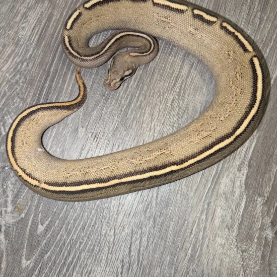 Female Black Pastel Asphalt Spark And Male Pastel Banana 🔥No Reserve 🔥 ...