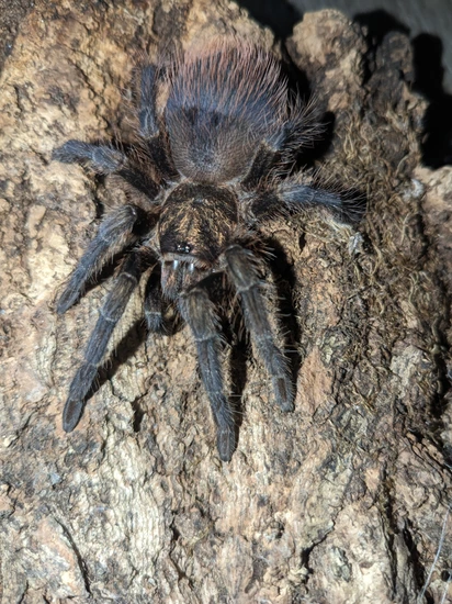 Female Cuban Bronze Tarantula by Truexoticswest