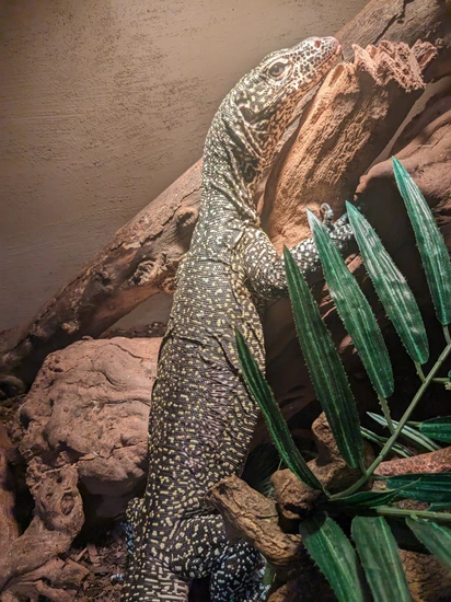 1.1Blue Tail Monitor Other Monitor by Truexoticswest