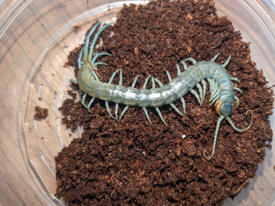 Scolopendra Aztecorum (Aztec Blue Centipede) by Truexoticswest
