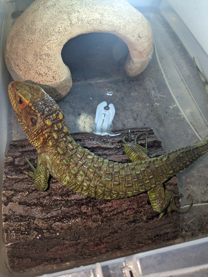 🔥No Reserve 🔥Caiman Lizard Female Other Tegus by Truexoticswest