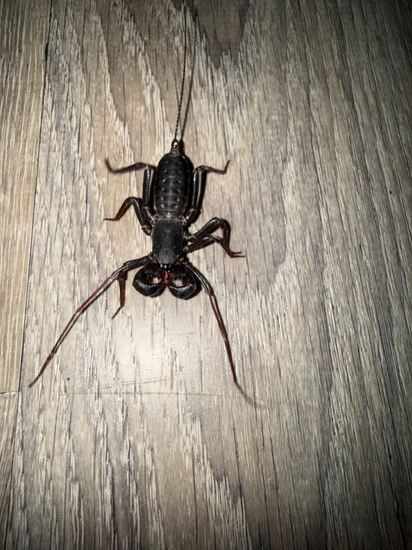 Giant Whip Scorpions More Invertebrate by Truexoticswest