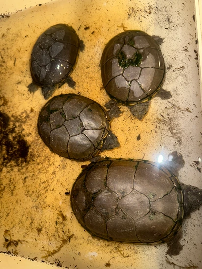 1.3 Breeding Group Of Yellow Mud Turtles Mud & Musk Turtles by ...