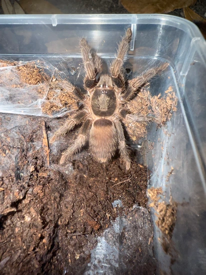 Guyruita Cerrado (Brazilian Savannah Dwarf) Tarantula by Truexoticswest