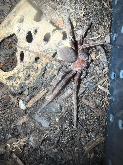 Black Jaw Huntsman Tarantula by Truexoticswest