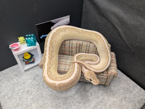 Lesser Cinnamon Fire Pinstripe Het Clown Ball Python by Forever Young ...