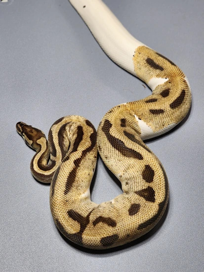 HI OD Pied Ball Python by Best Dressed Balls