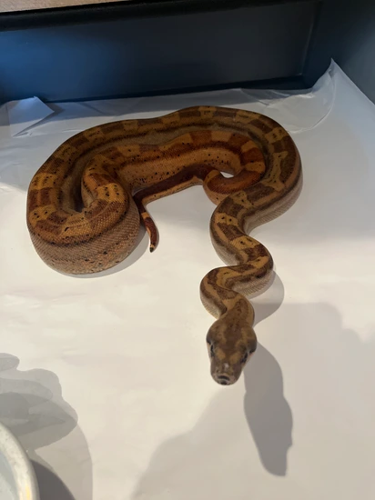 Hypo Motley Arabesque 100% Het Kahl Albino Boa Constrictor by Terry Shaffer