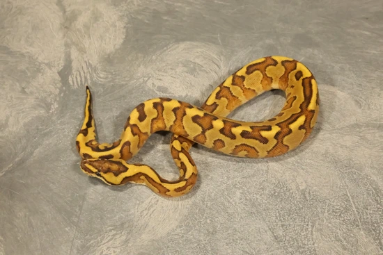 Fire Enchi Leopard Redstripe Het Clown Ball Python by TSK, Inc.