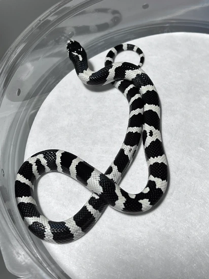 Banded California Kingsnake by TSK, Inc.