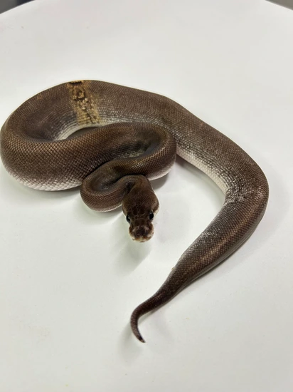8-Ball (Super Black Pastel) Pos Russo Ball Python by Backwoods Balls