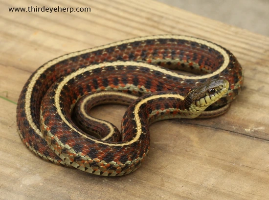Adult Pair Of Coast Garter Snakes by Third Eye Herptile Propagation