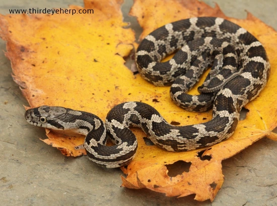 Black Rat Snake Eastern Rat Snake by Third Eye Herptile Propagation