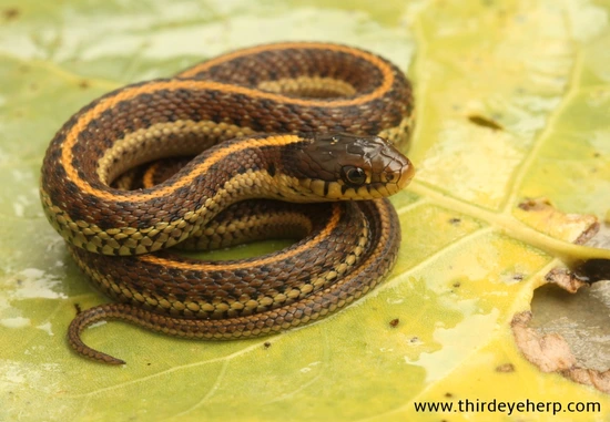 Red Coast Garter Snake by Third Eye Herptile Propagation