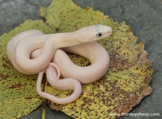 Lucy Texas Rat Western Rat Snake by Third Eye Herptile Propagation