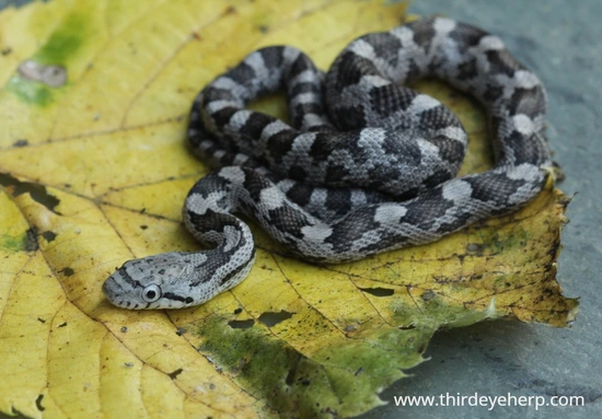 White Oaks Gray Rat Snake Eastern Rat Snake by Third Eye Herptile ...