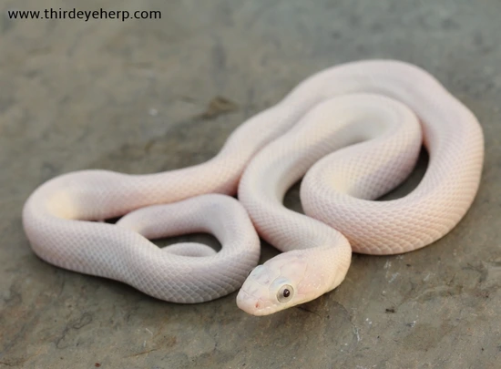 Lucy Texas Rat Western Rat Snake by Third Eye Herptile Propagation