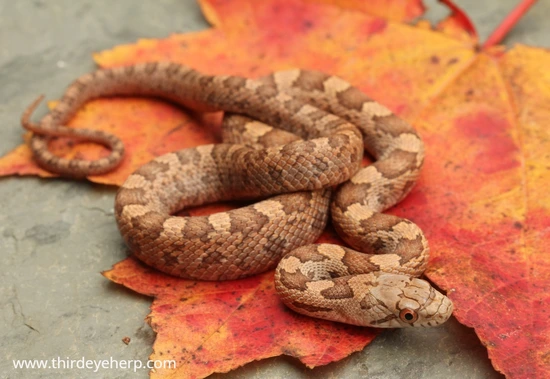 Everglades Rat Snake Eastern Rat Snake by Third Eye Herptile Propagation