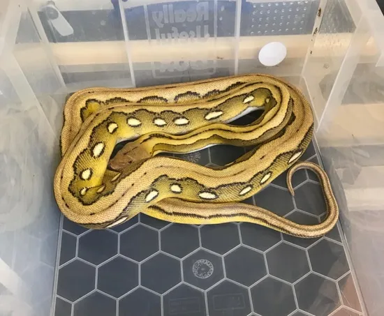 75% Super Dwarf Platinum Sunfire Tiger Het Anery Reticulated Python by ...