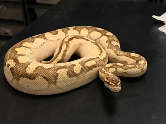 2019’ Pastel Lesser Orange Dream Sugar Ball Python by Galaxy Pythons