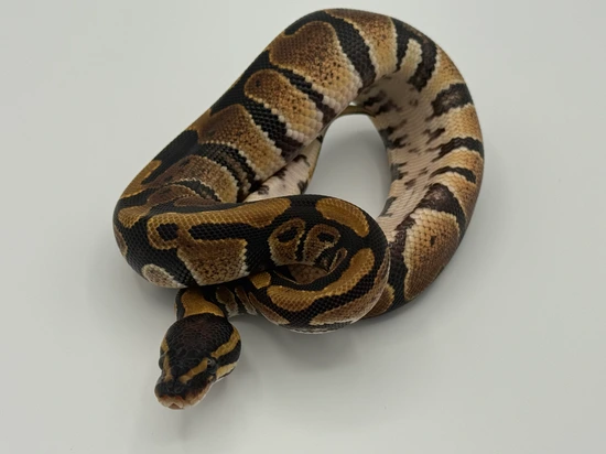 Pastel Enchi Ball Python by Coil & Conquer