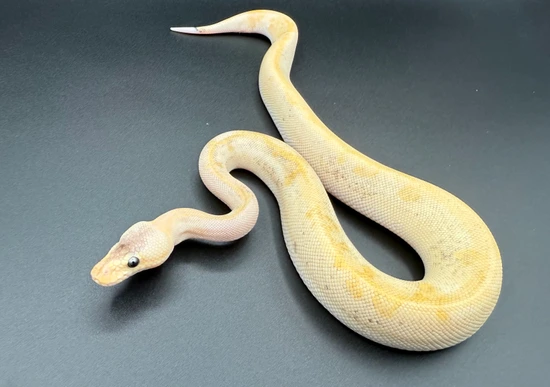 Super Pastel Champagne Ball Python by Coil & Conquer