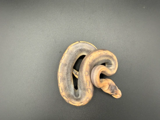 Mystic Champagne Ball Python by Coil & Conquer