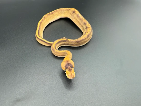Champagne Enchi Ball Python by Coil & Conquer