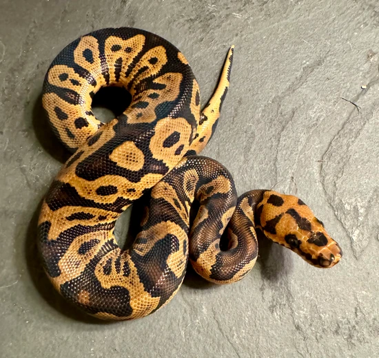 Acid Clown Ball Python by Vinland Royals