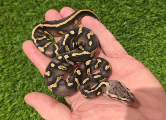 Super Chocolate Het Clown Ball Python by Turnballspythons