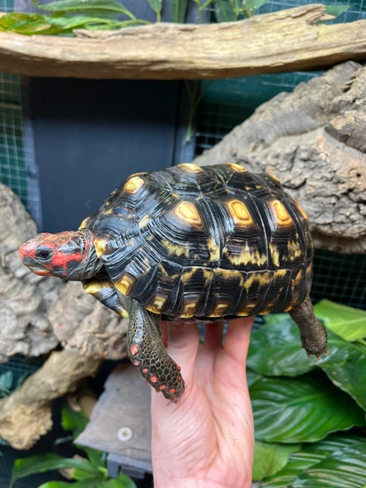 Cb Subadult Marbled Cherry-Headed Tortoise Red-Footed Tortoise by CS ...